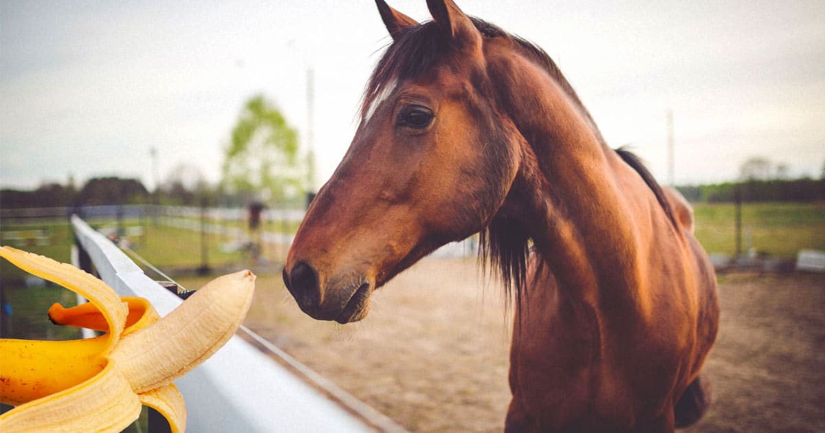 Kan heste spise bananer? Få svaret her!