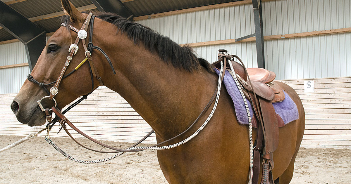 American Paint Horse - Alt om hesteracen!