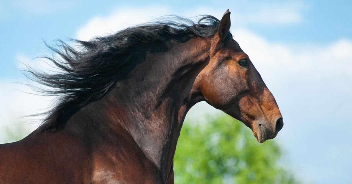 Hesteracer i Danmark - Komplet liste af alle hesteracer