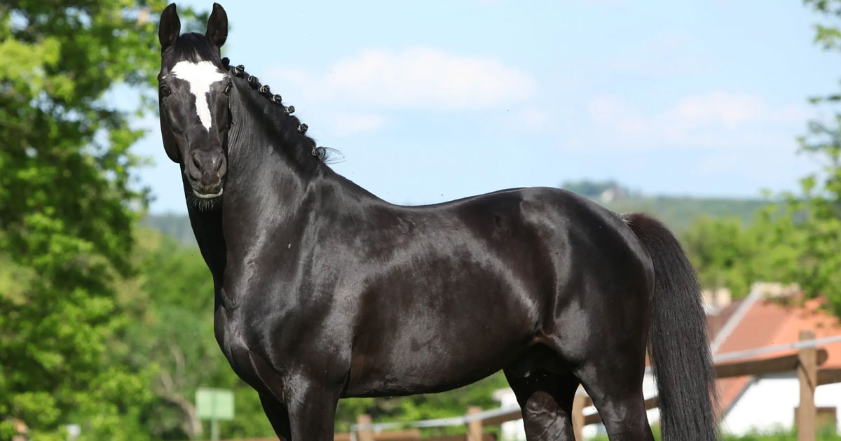 Hollandsk varmblod: Læs alt om den hesteracen her!