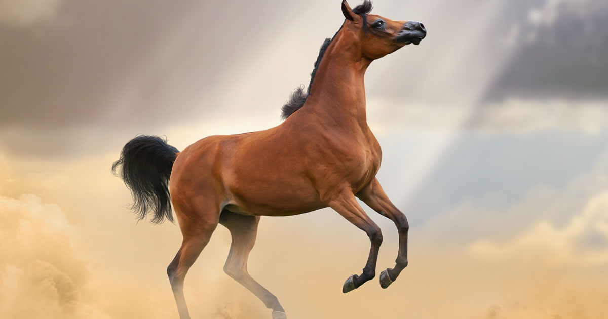 Hesteracer i Danmark - Komplet liste af alle hesteracer