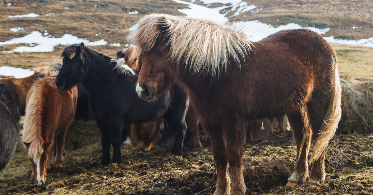 Hesteracer i Danmark - Komplet liste af alle hesteracer