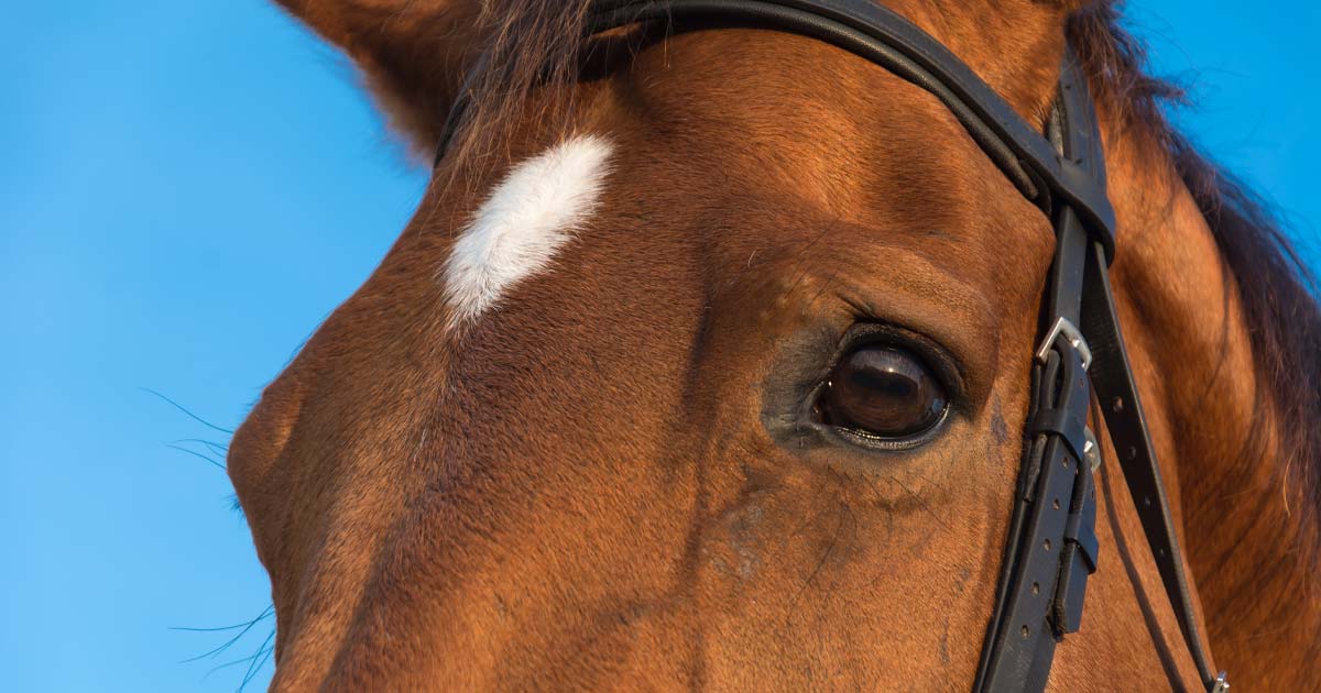 Hestes ansigtstegninger: Unikke mærker og deres betydning