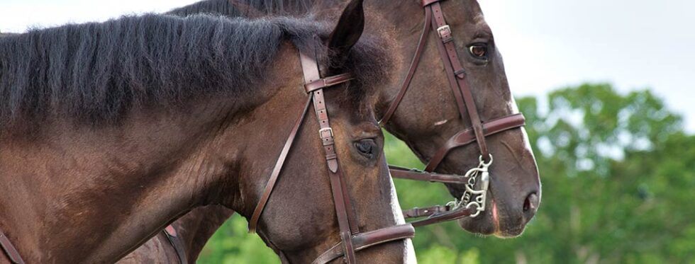 Hvad er en hingst? Dybdegående indblik i hestens verden