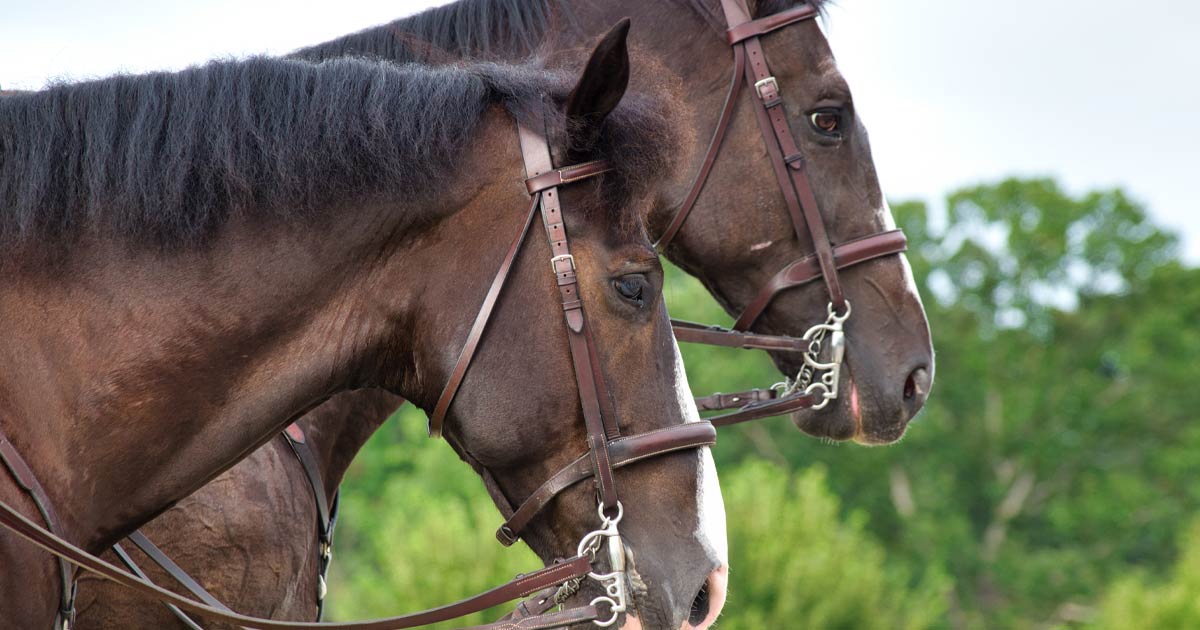 Hvad er en hingst? Dybdegående indblik i hestens verden